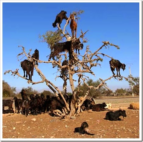 A incrível capacidade das cabras escaladoras